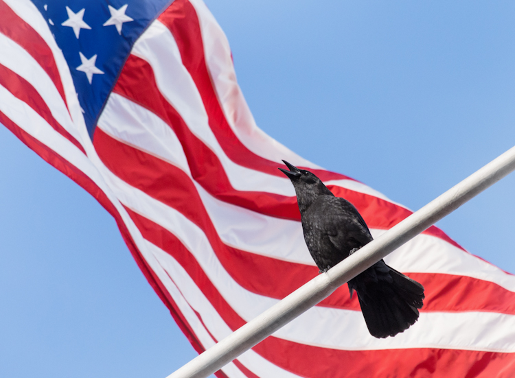 A Crow Named Bob