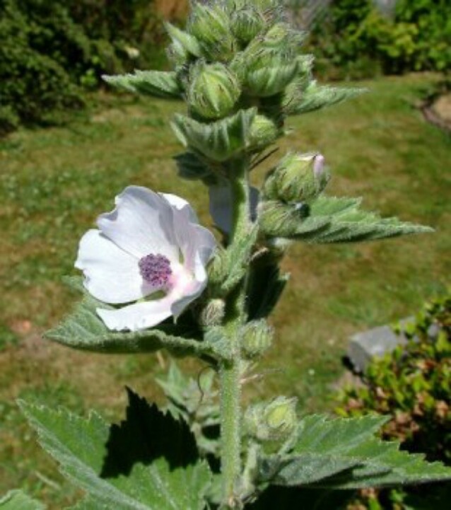 How to Roast Perfect Marshmallows: A Family Tradition